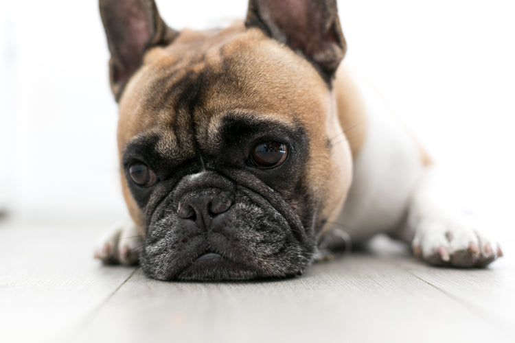 Join the Bulldogs – The Bulldogs club